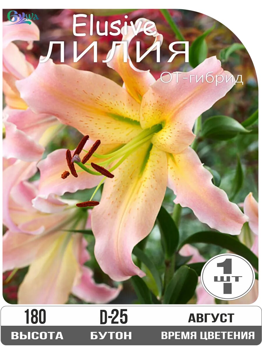 Лилия луковицы многолетние Элюзив, от-гибрид, 1шт. высота 180 см.