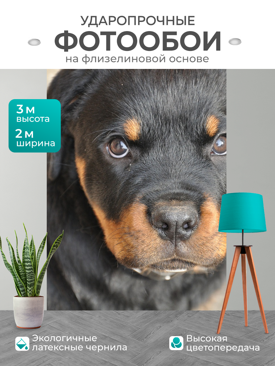Фотообои моющиеся ударопрочные "Ротвейлер, cucciola, собака" 200x300 см. флизелиновые на стену