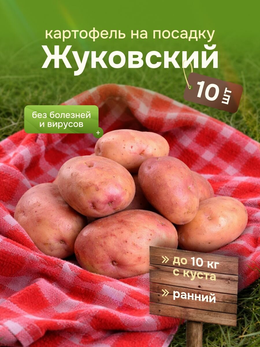 Семенной картофель на посадку Жуковский 10 шт (среднеранний)