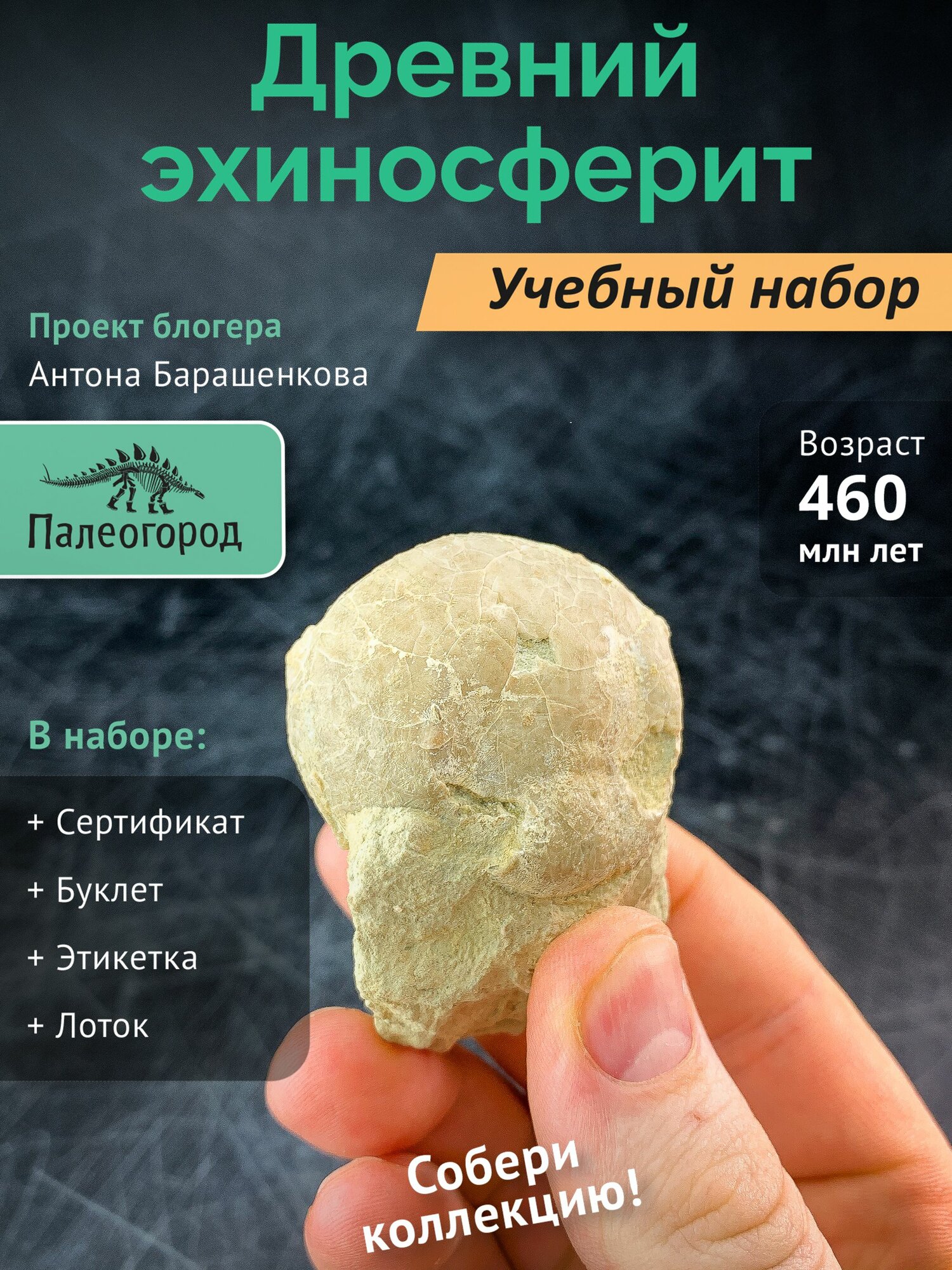 Echinosphaerites aurantium , XF (образец №388). Коллекционный набор. Натуральные окаменелости Палеогород .