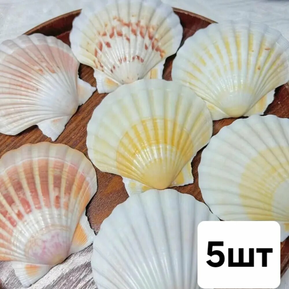 Морской гребешок 5шт. глубокая, натуральная, морская ракушка