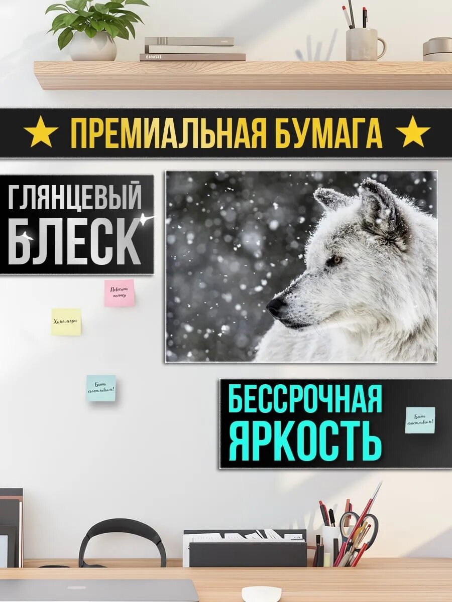 Плакат постер Белый волк — фото 1