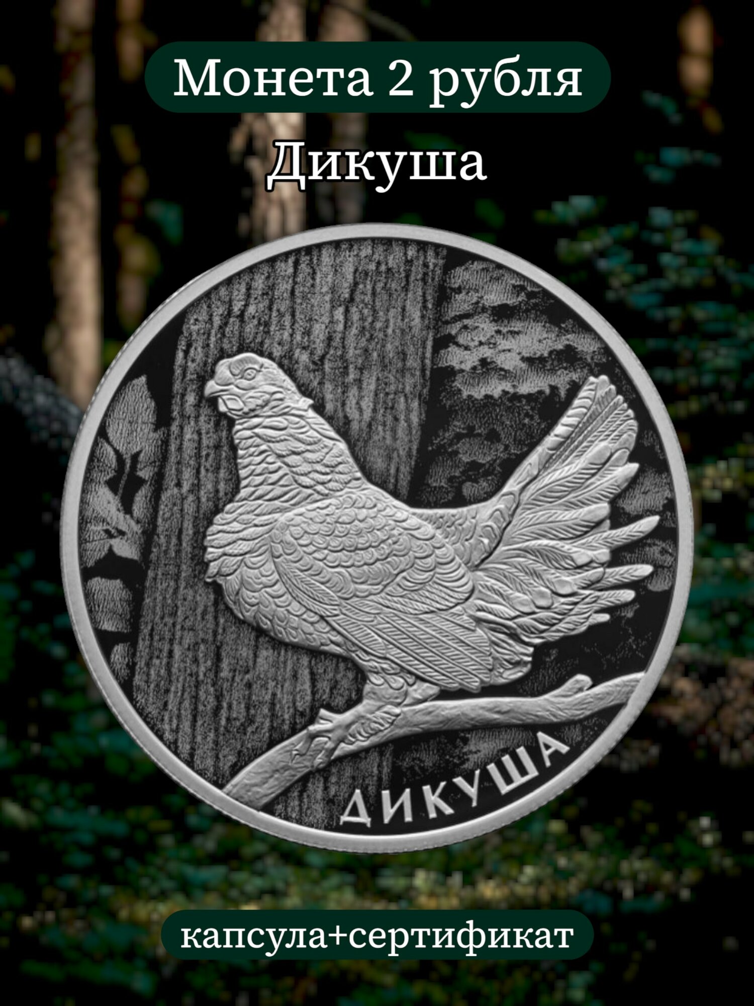 Монета серебряная, 2 рубля 2024 год, "Дикуша -Красная книга"