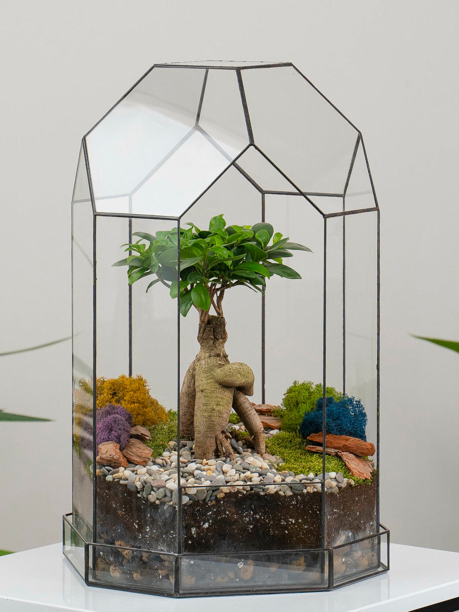 Geo Glass: Дерево Бонсай , фикус микрокарпа во флорариуме , гинсенг 50 см
