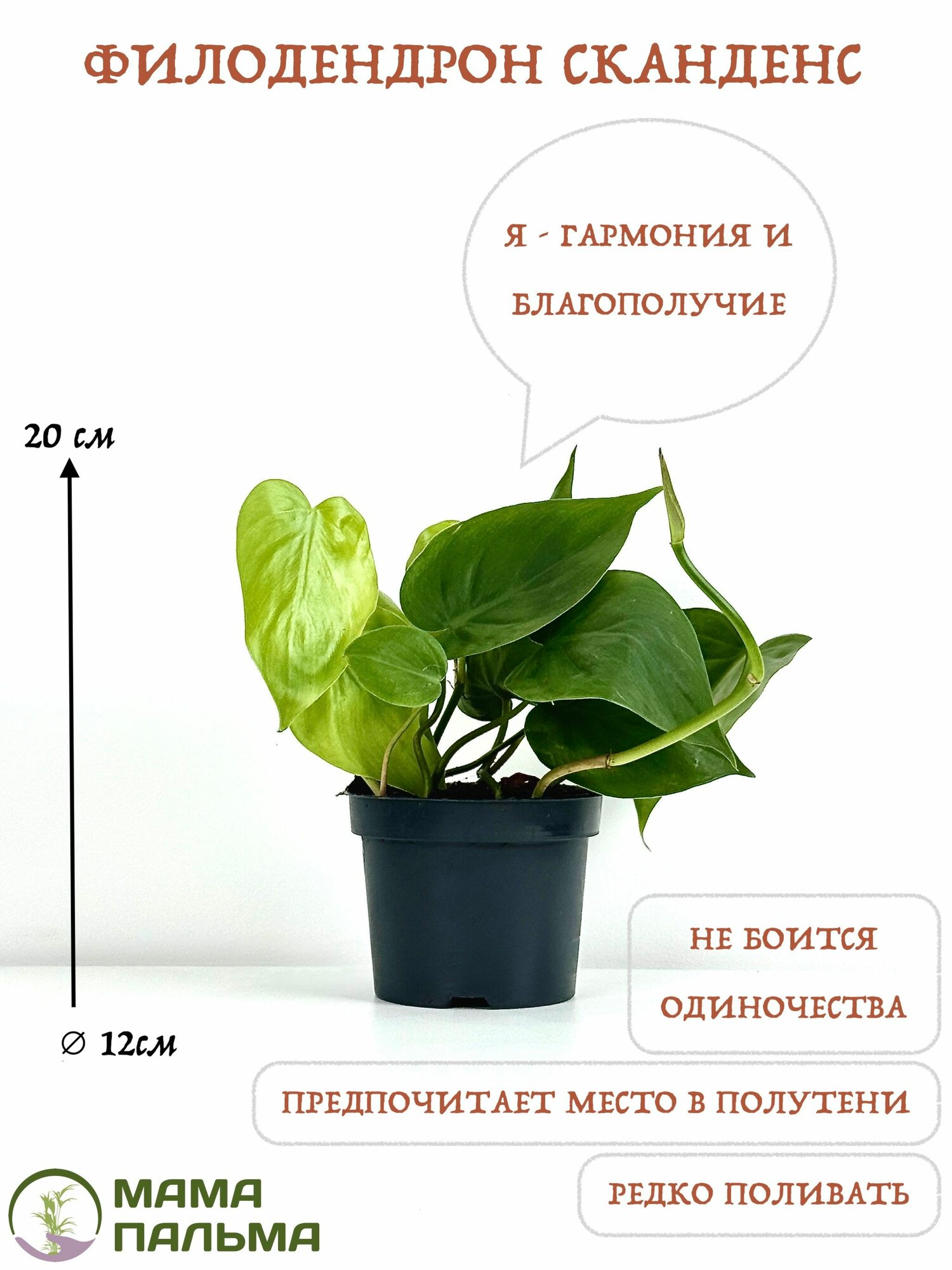 Живое растение Филодендрон в горшке D12 высота 20 см