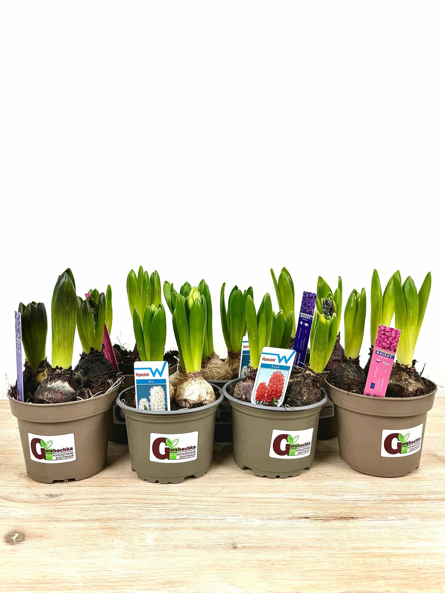 Набор 7 растений (d12): Гиацинт 3 луковицы, высота 15-20см, живое растение