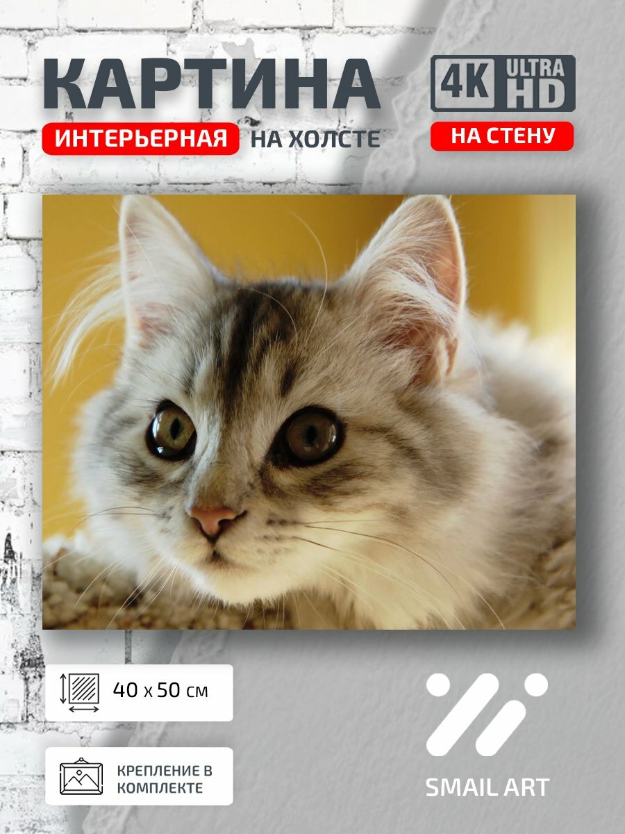 Картина на холсте интерьерная 40 на 50 на стену Кот Animal для детской animal style декор