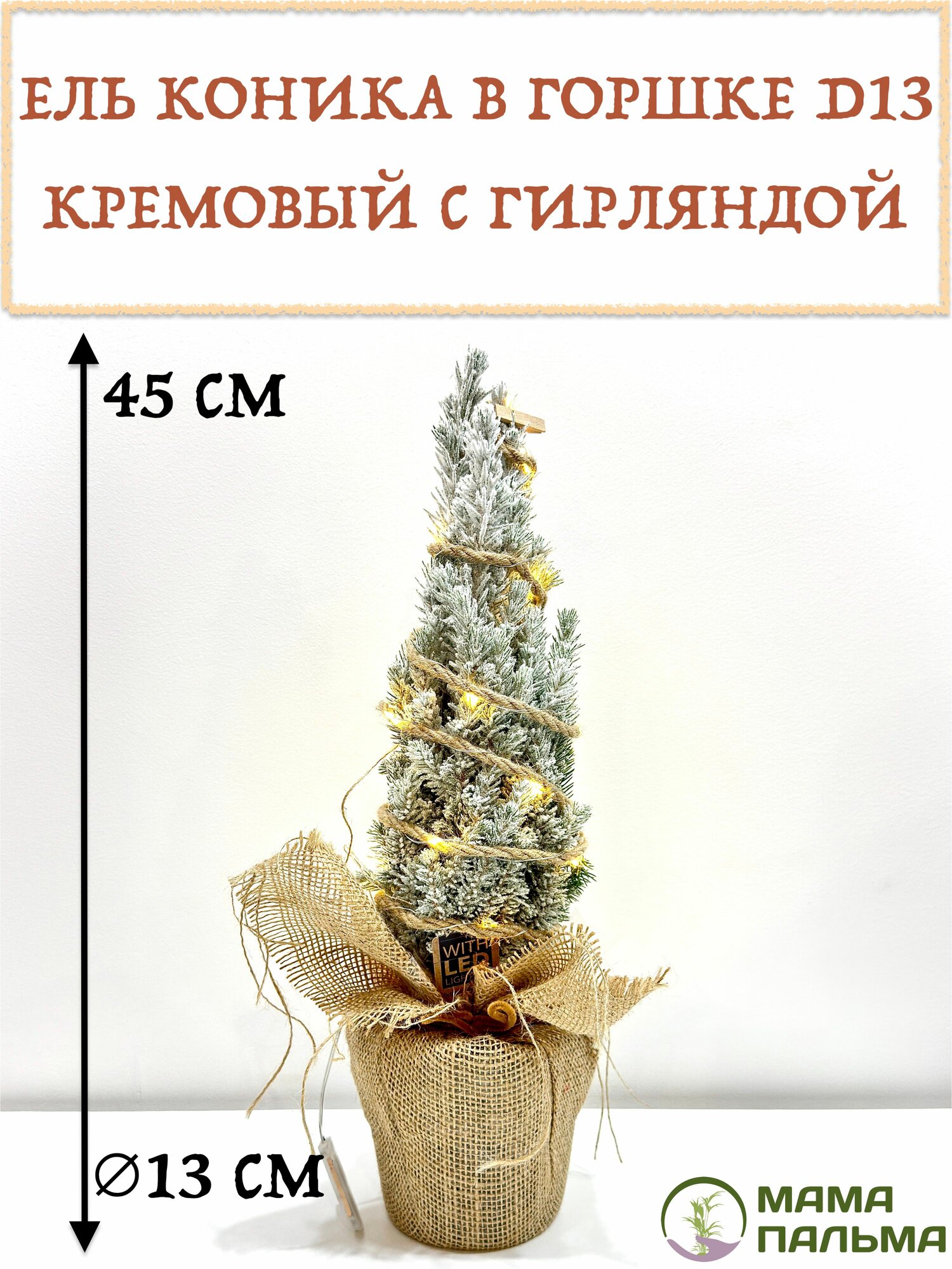 Ель живая Канадская Коника в горшке, высота 45 см, кремовый с гирляндой