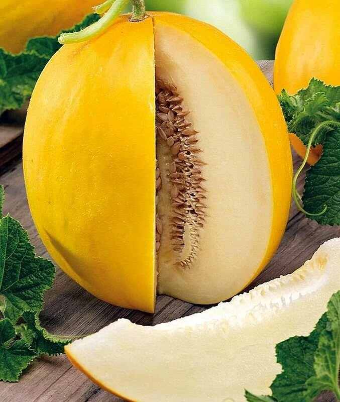 Коллекционные семена дыни Казачка 244