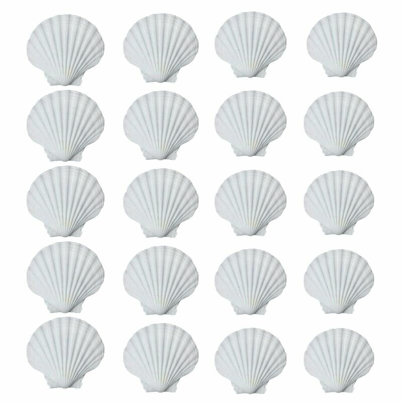 20 штук белых ракушек ручной работы размером от 6 до 8 см
