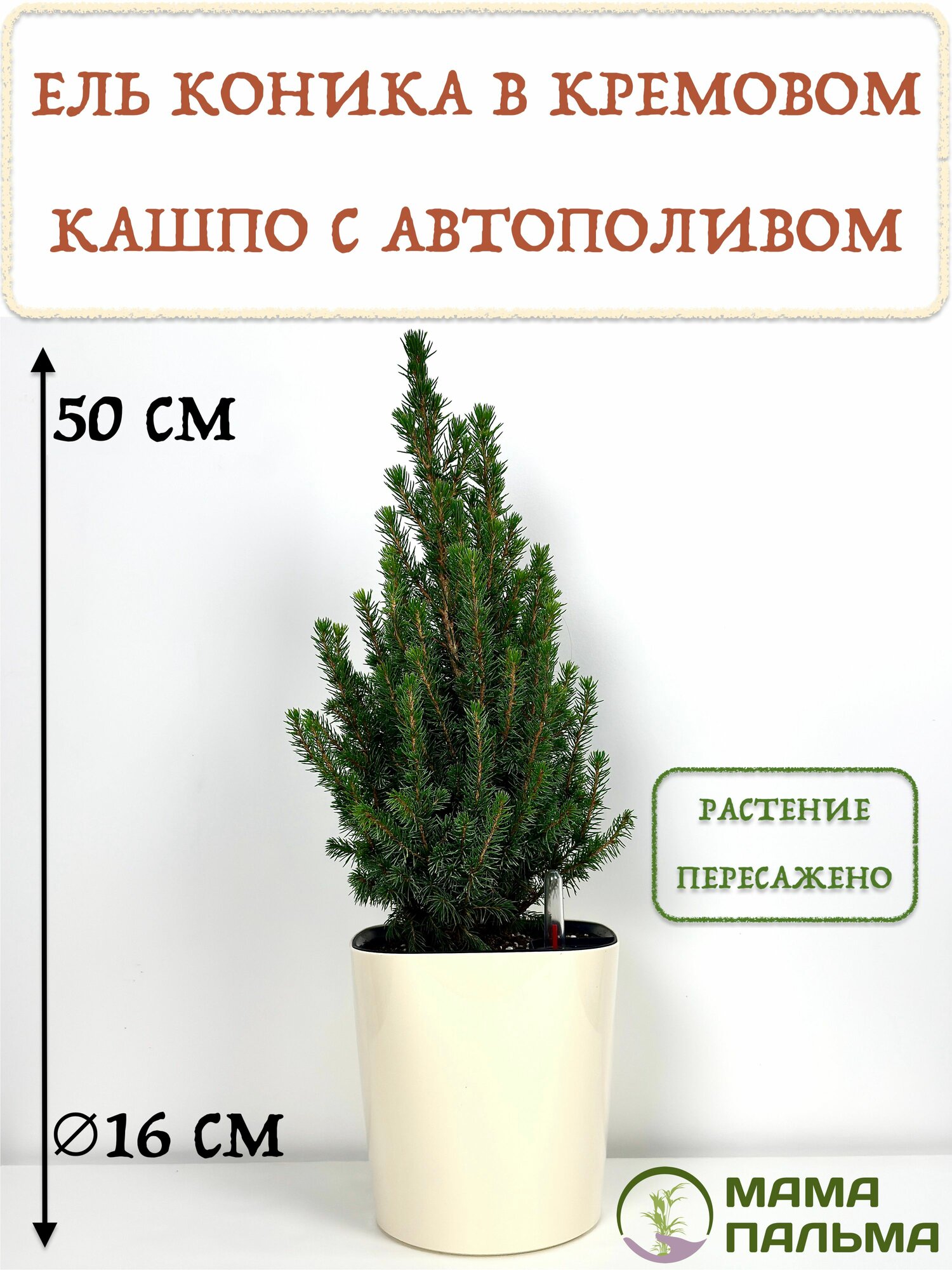 Ель живая Коника в кашпо с автополивом высота 50 см кремовое D16