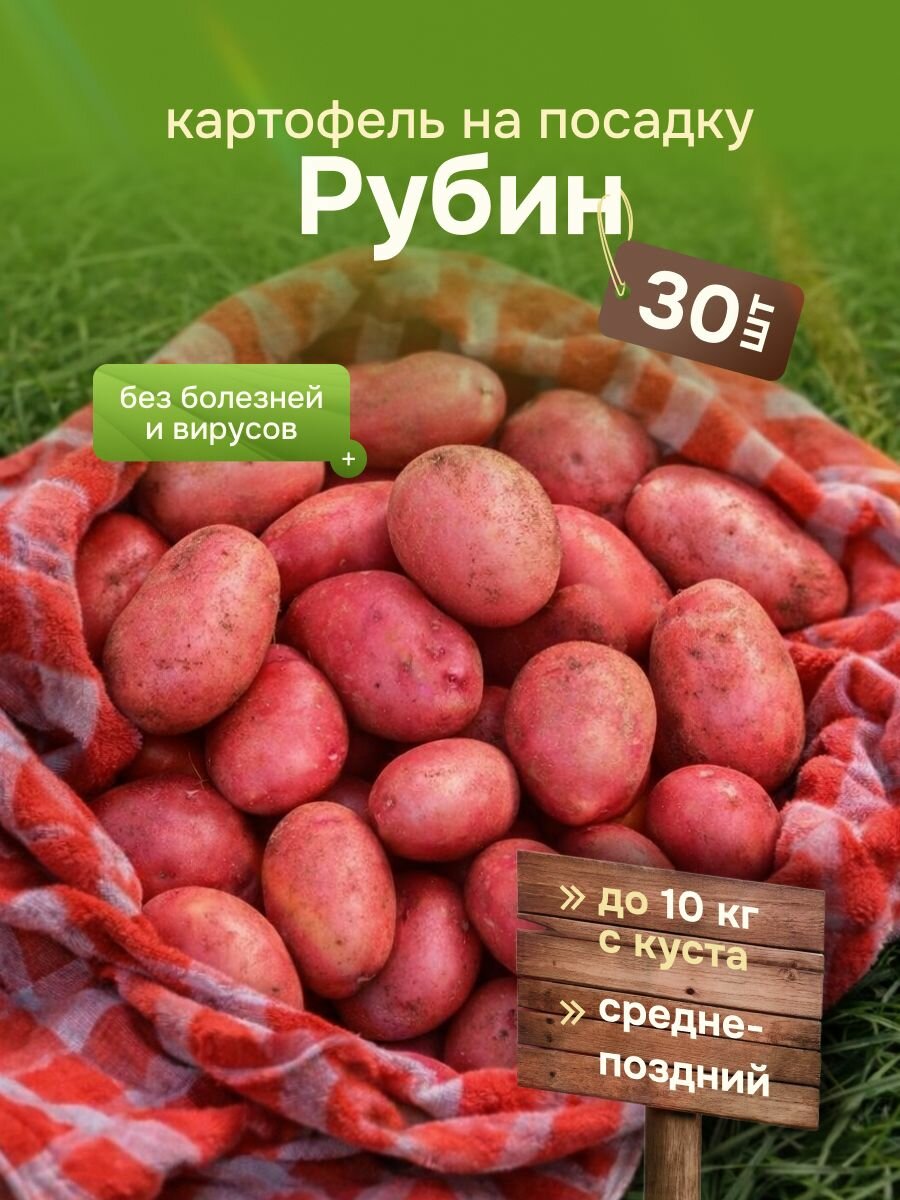 Семенной картофель на посадку Рубин 30 шт (среднепоздний)