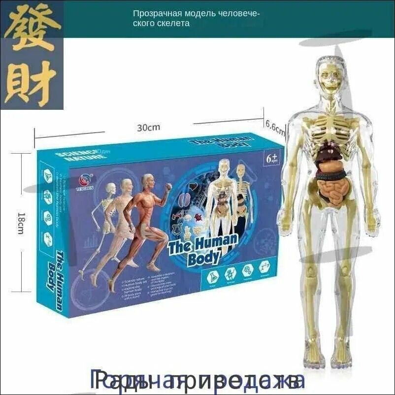 2024 Развивающая настольная игра "Строение тела " , макет человека с органами для детей от 5 лет с детской энциклопедиейOU