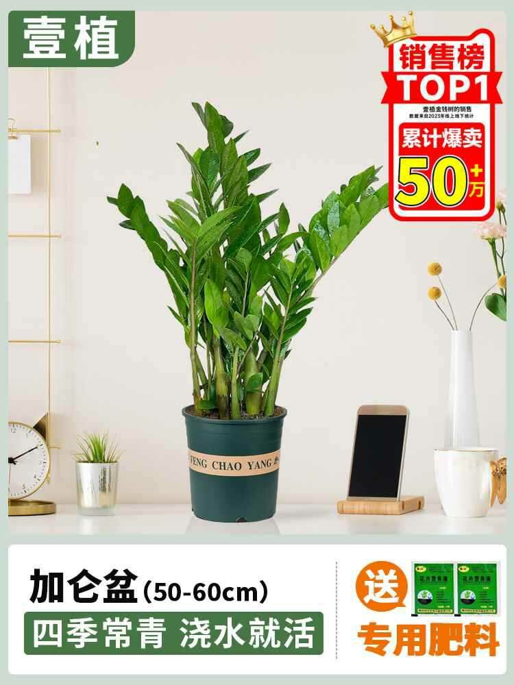 Горячая распродажаДенежное дерево, зеленое растение для интерьера, легкое в уходе, цветок для офиса, счастливое дерево, большой цветочный горшок, денежная гирлянда