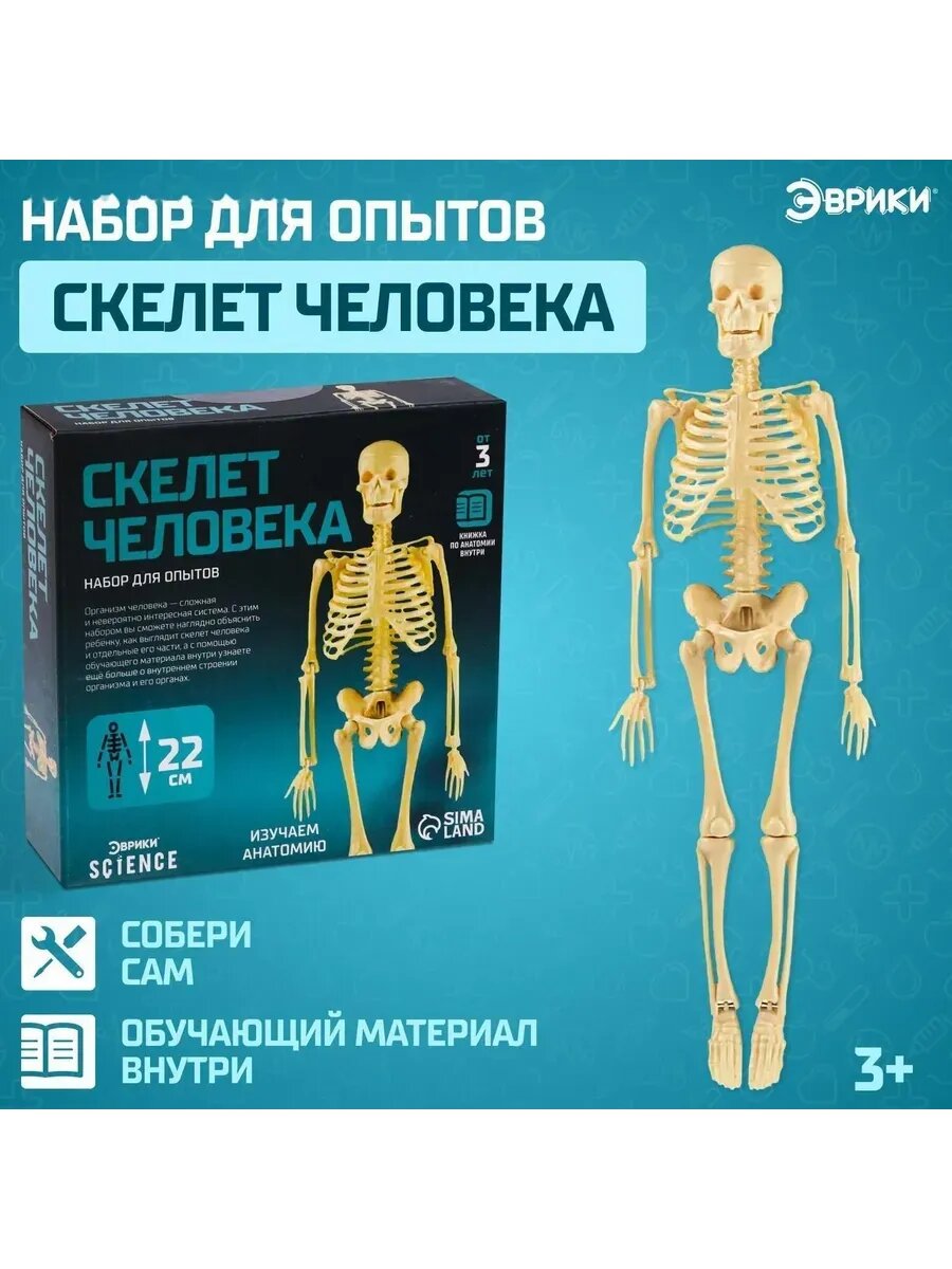 Набор для опытов Макет скелет человека учебный анатомический