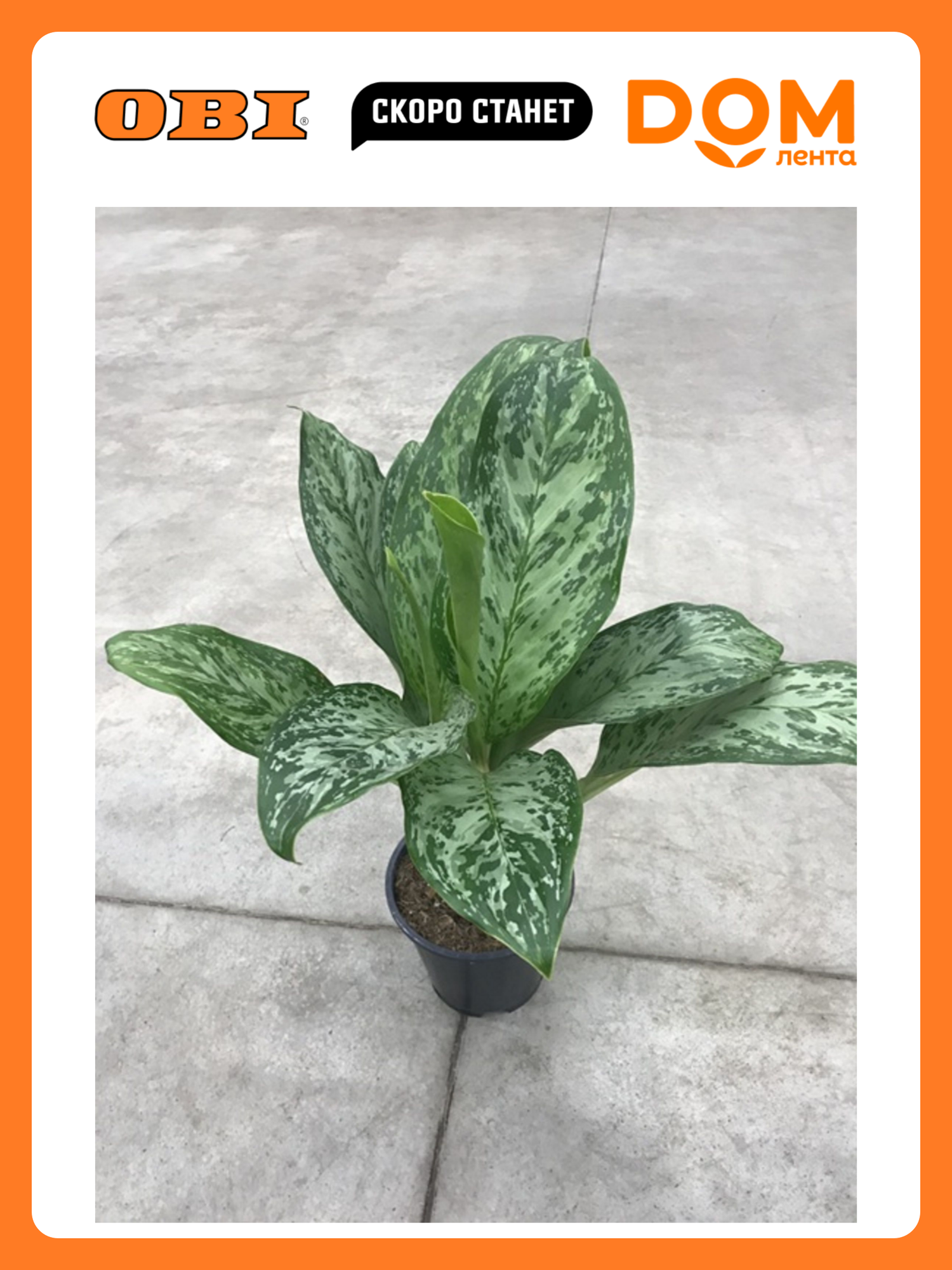 Растение аглаонема Гринлайт, декоративно-лиственное, D17, H45
