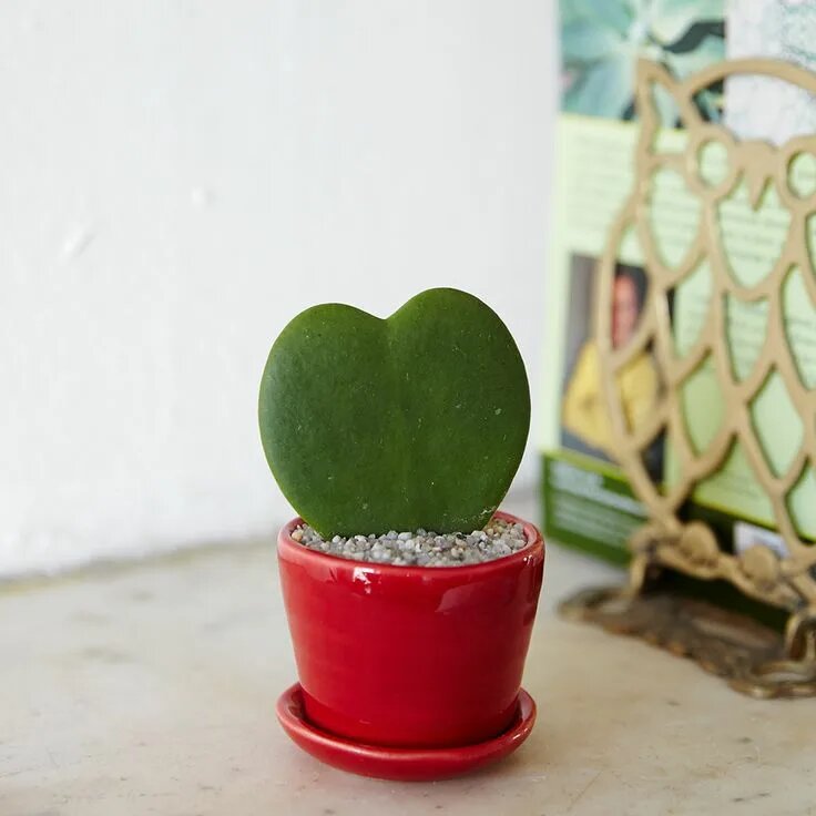 Хойя Кэрри (сердечко) живая Валентинка в кашпо, подарок д.8см