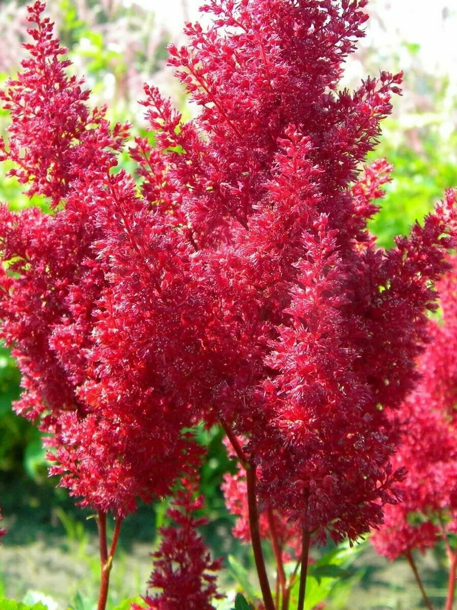 Астильба японская Монтгомери