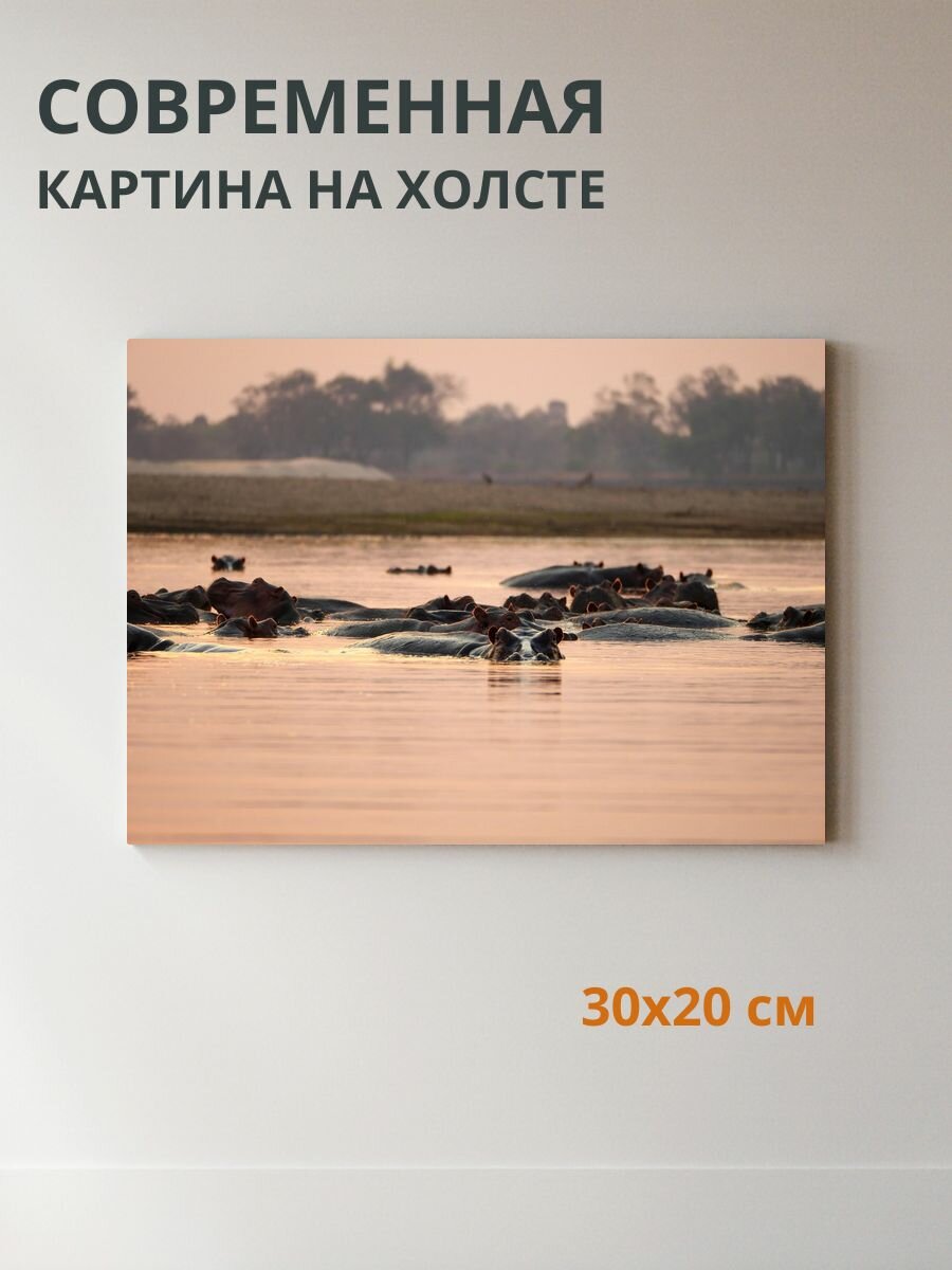Картина на холсте Группа гиппопотамов 30x20 см