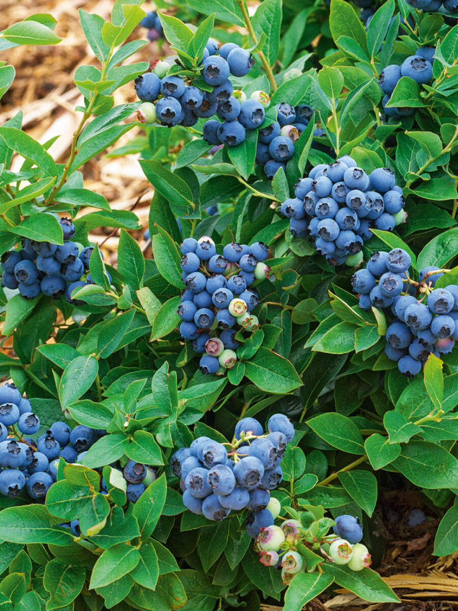 Голубика Нортланд, многолетние, ЗКС, 1,5-2 года, цвет голубой