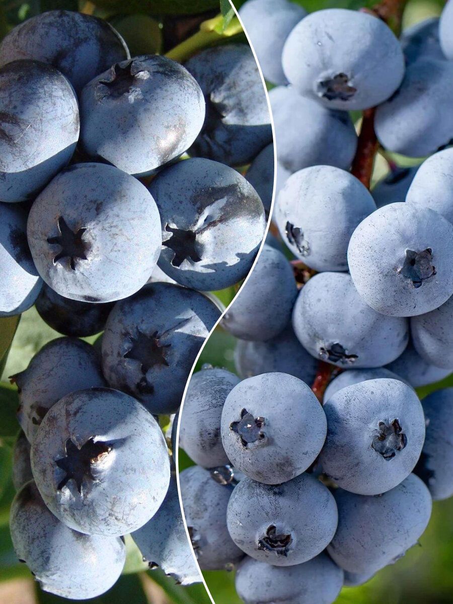 Комплект голубик Гиганты из 2 шт, многолетняя, ЗКС, 1,5-2 года, цвет голубой