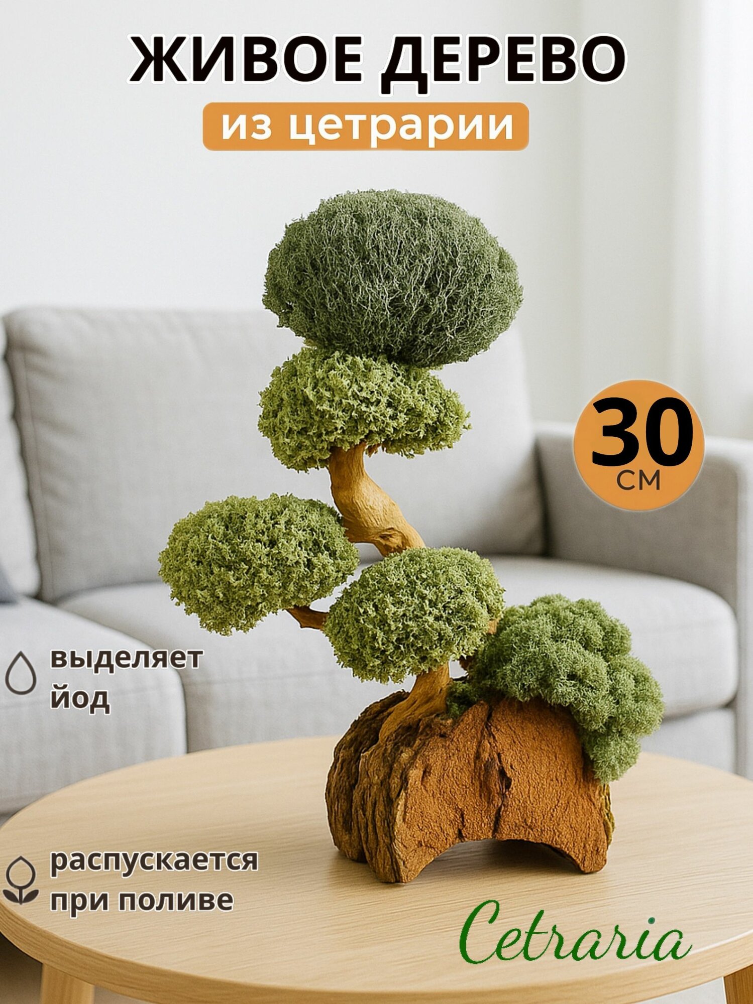 Декоративное комнатное дерево из цетрарии 30см