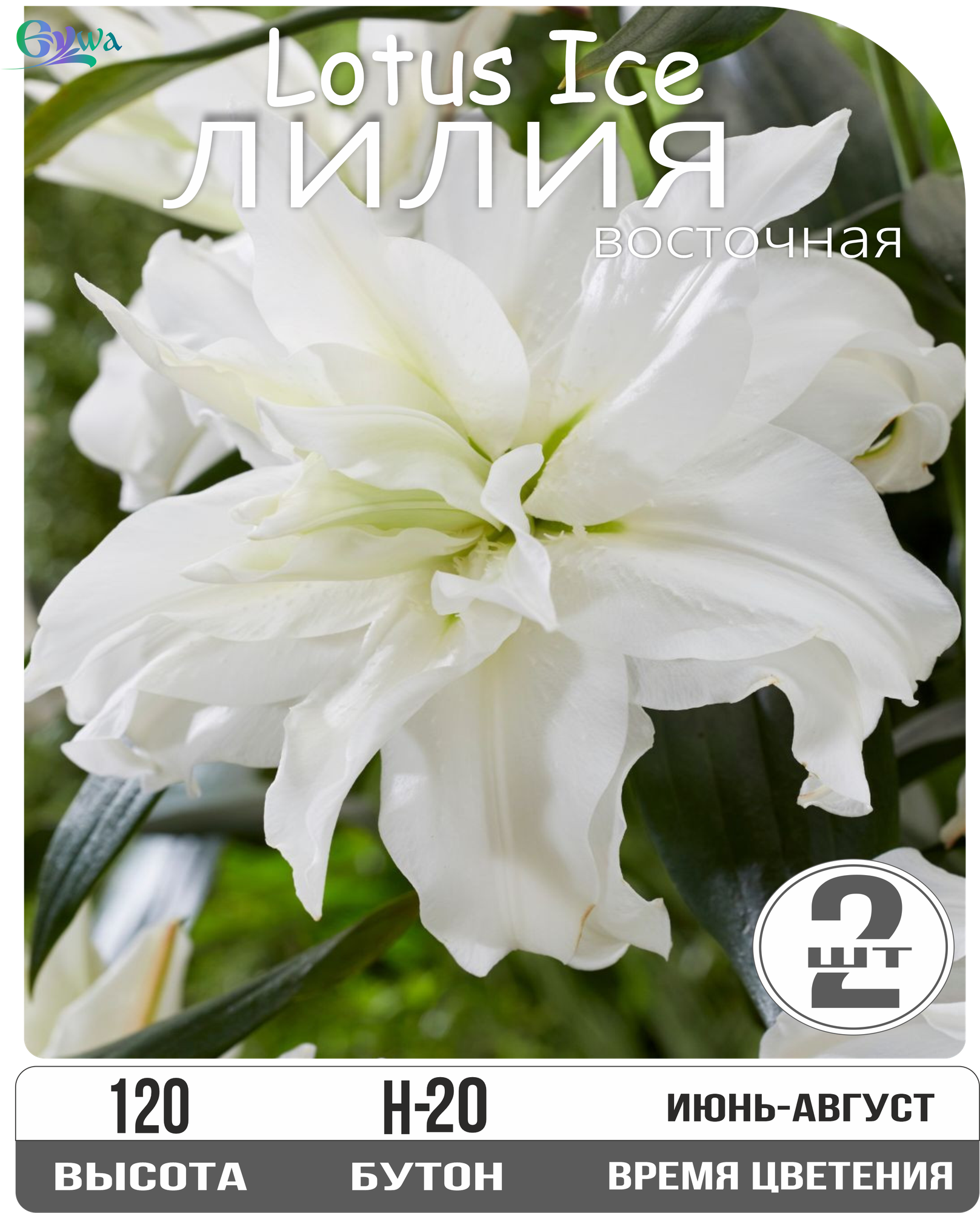 Лилия луковицы Лотус Айс, восточные махровые, многолетние, высота 120 см, белые, 2шт.