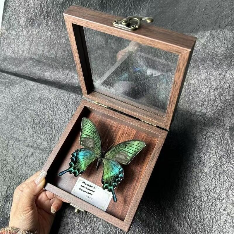 GEALFIS настоящие бабочки в рамке образцы насекомых 3D энтомологическая коллекция декор для дома и офиса