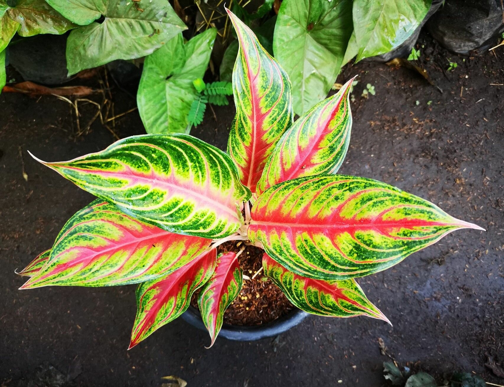 Аглаогема Парадайз h-40/d-12