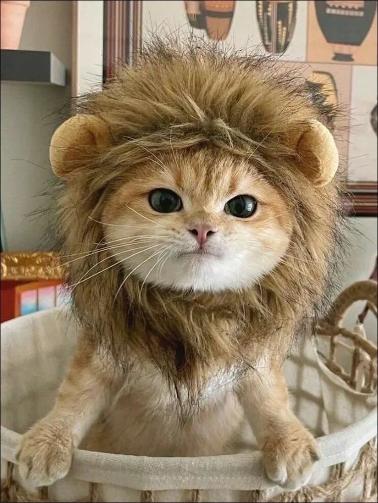 1 кошачий и собачий шерстяной парик с ушами для одежды и сапог для домашних животных