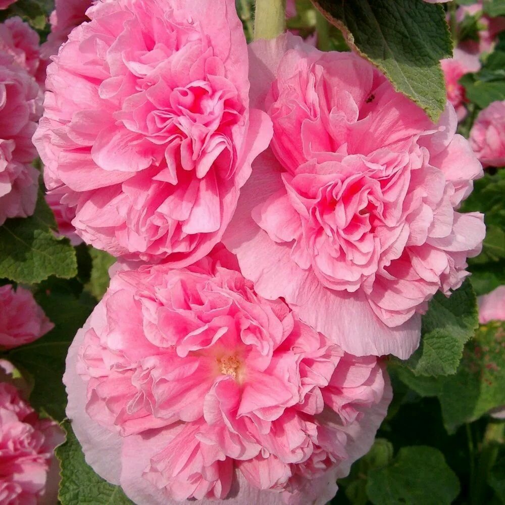 Мальва шток-роза яблоневый цвет