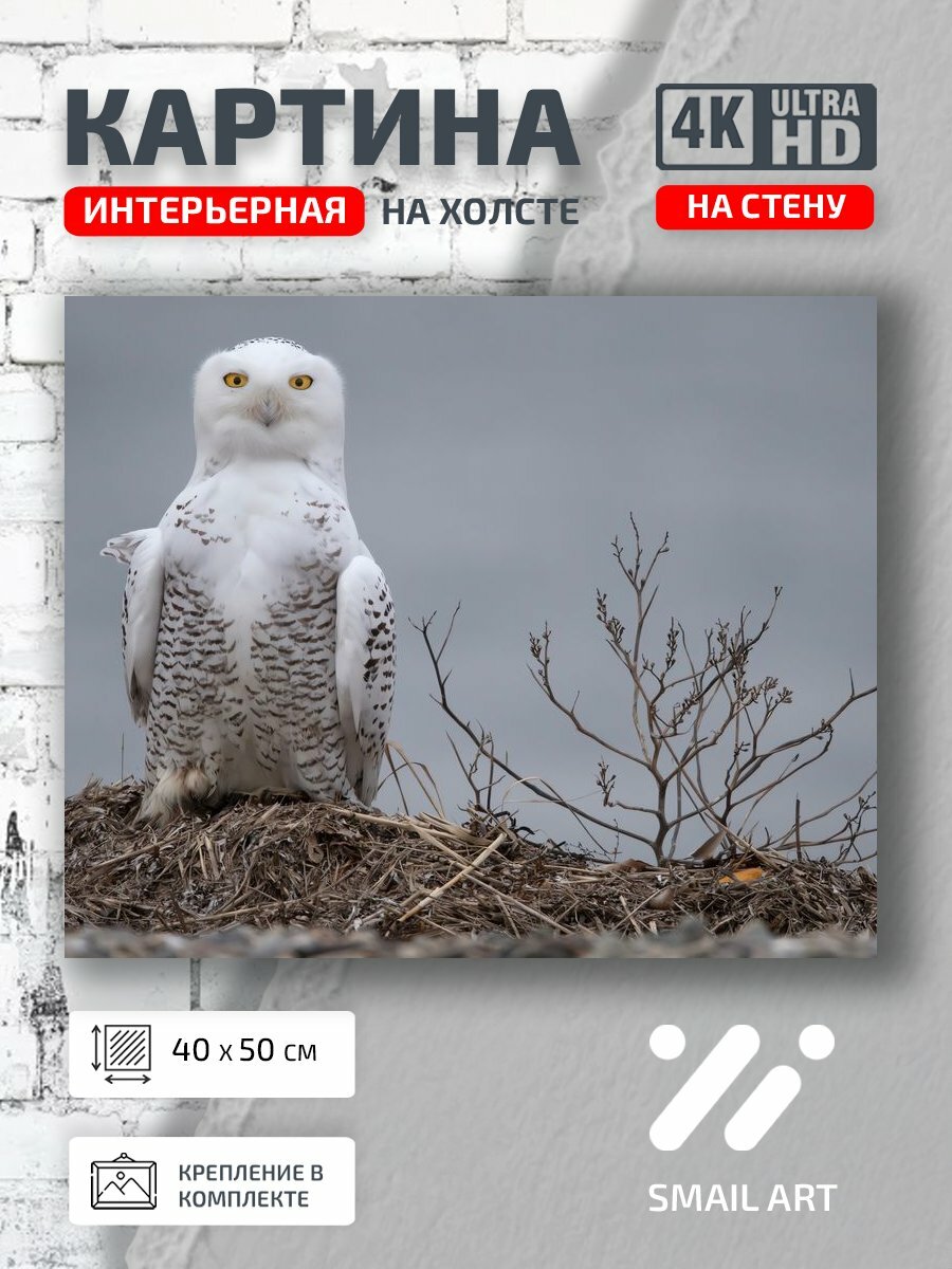 Картина на холсте интерьерная 40 на 50 на стену Белая Animal для спальни animal style декор