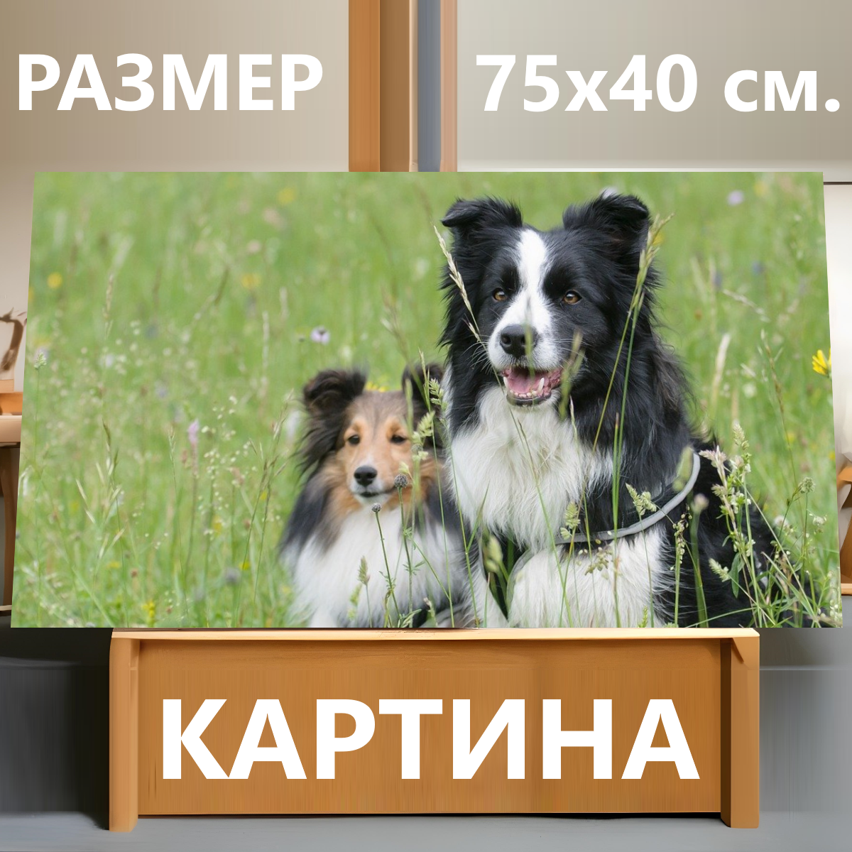 Картина на холсте "Бордер-колли, шелти, собака" на подрамнике 75х40 см. для интерьера