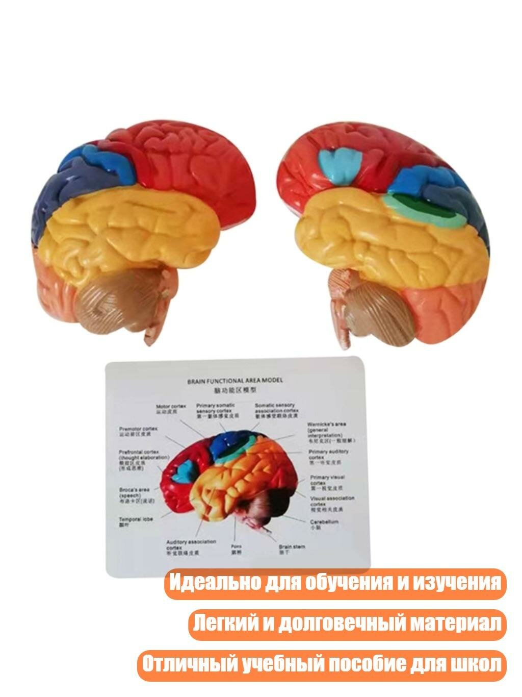 Анатомическая модель головного мозга человека, анатомия человеческого мозга