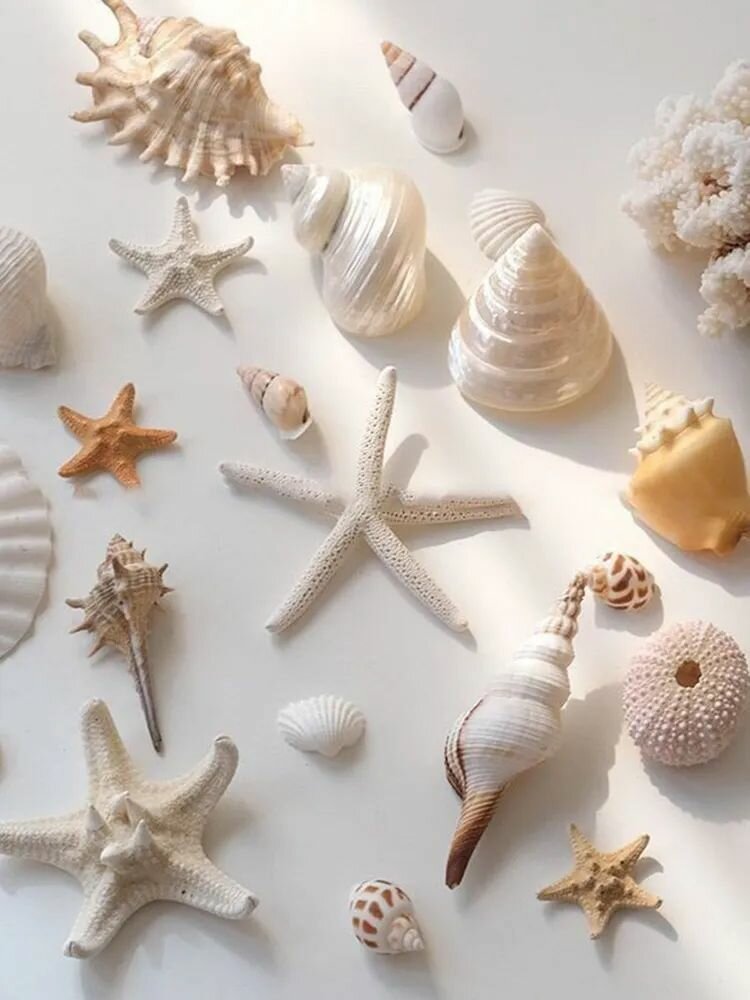 Морские ракушки 30шт. Подарочный Набор океанические ракушки для декора и творчества