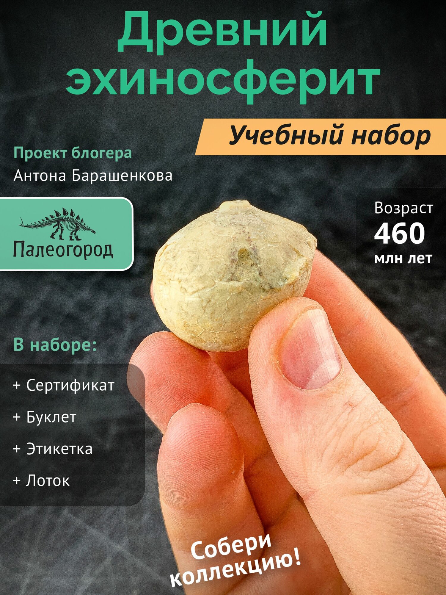 Echinosphaerites aurantium (6 лучей), UNC (образец №386). Коллекционный набор. Натуральные окаменелости Палеогород .