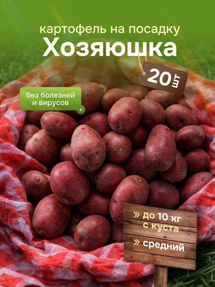Семенной картофель на посадку Хозяюшка 20 шт (средний)
