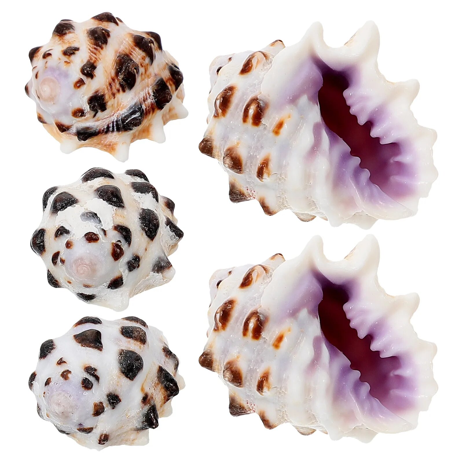 5 шт. декоративные украшения из раковины, натуральные ракушки для аквариума, ландшафтный дизайн, сделай сам, ремесло, домашний декор