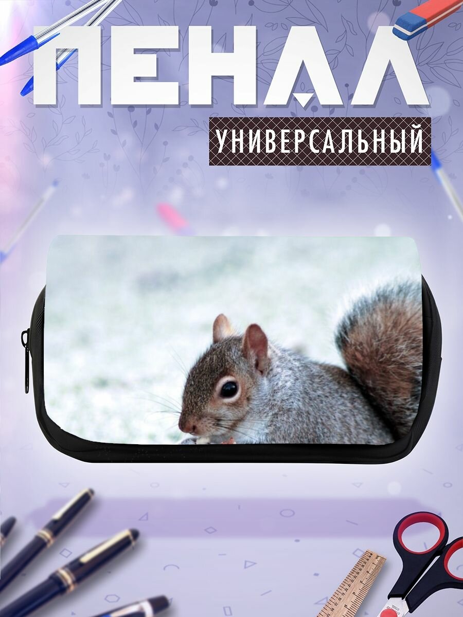 Школьный пенал грызун белка
