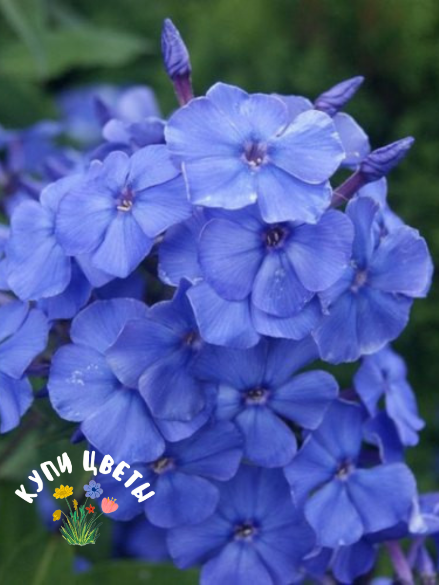 Луковицы цветов, купи цветы, Флокс BLUE PARADISE ( 1 штука )