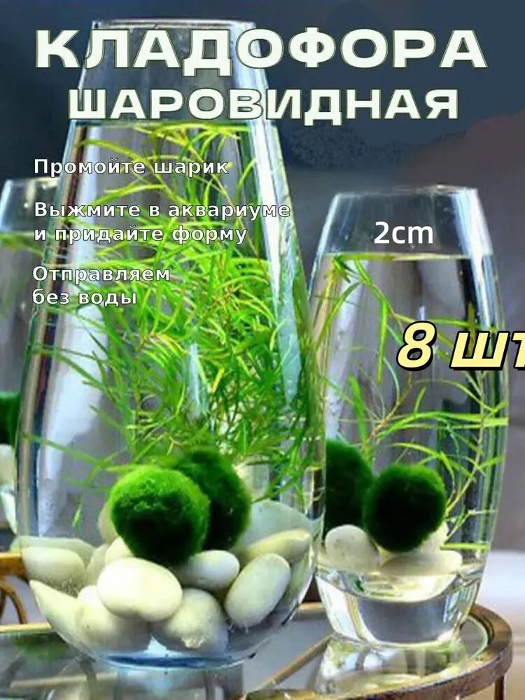 Кладофора шаровидная мох маримо (Aegagropila linnaei) 1-2cm 8шт.