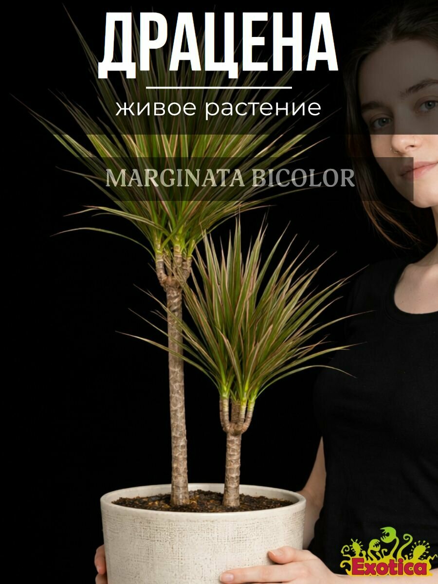 Драцена Маргината Биколор (Dracaena Marginata Bicolor) D6см, комнатное растение