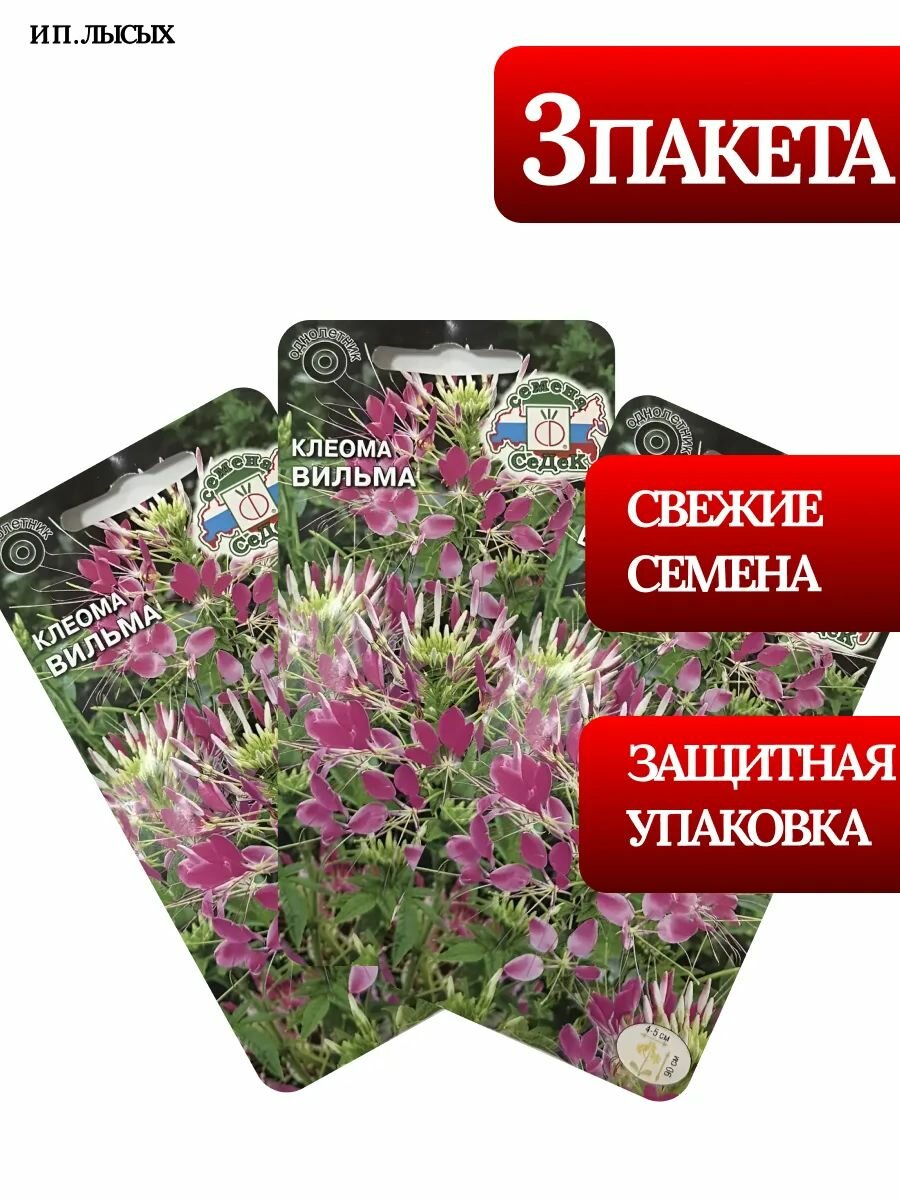 Семена Клеома "Вильма"
