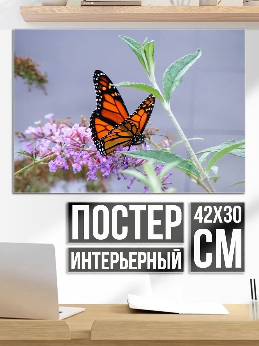 Плакат постер Бабочка на цветке