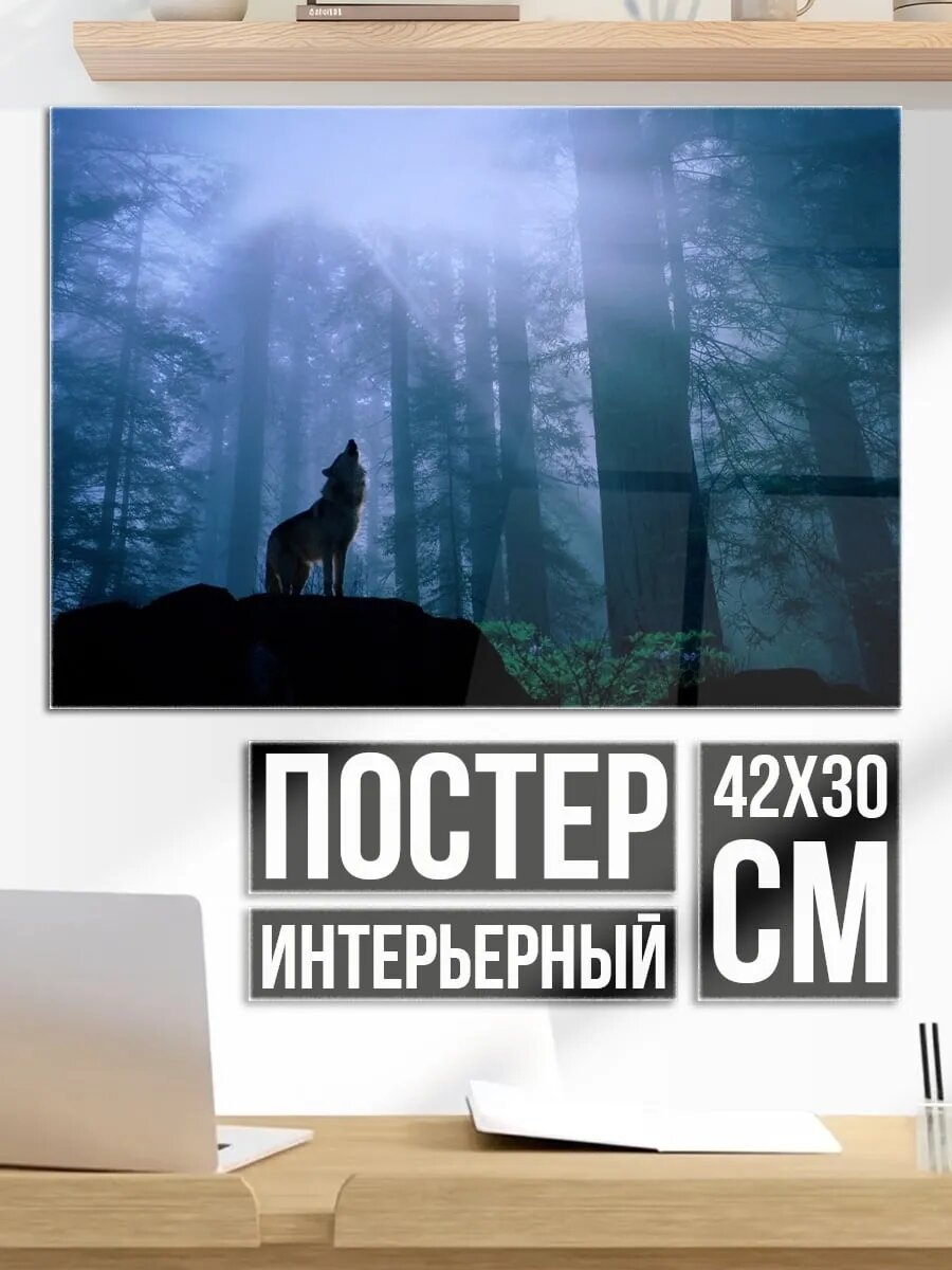 Плакат постер волк в лесу
