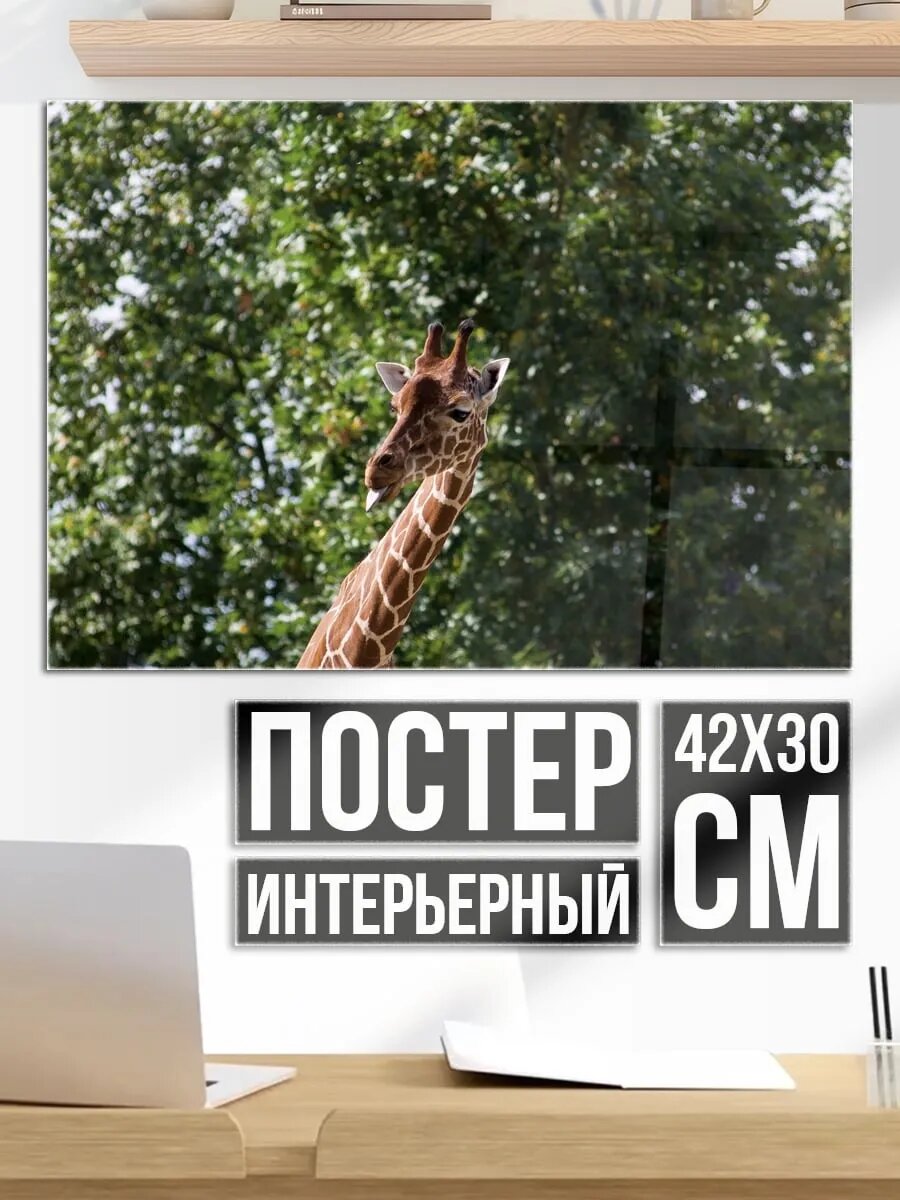 Плакат постер Голова жирафа