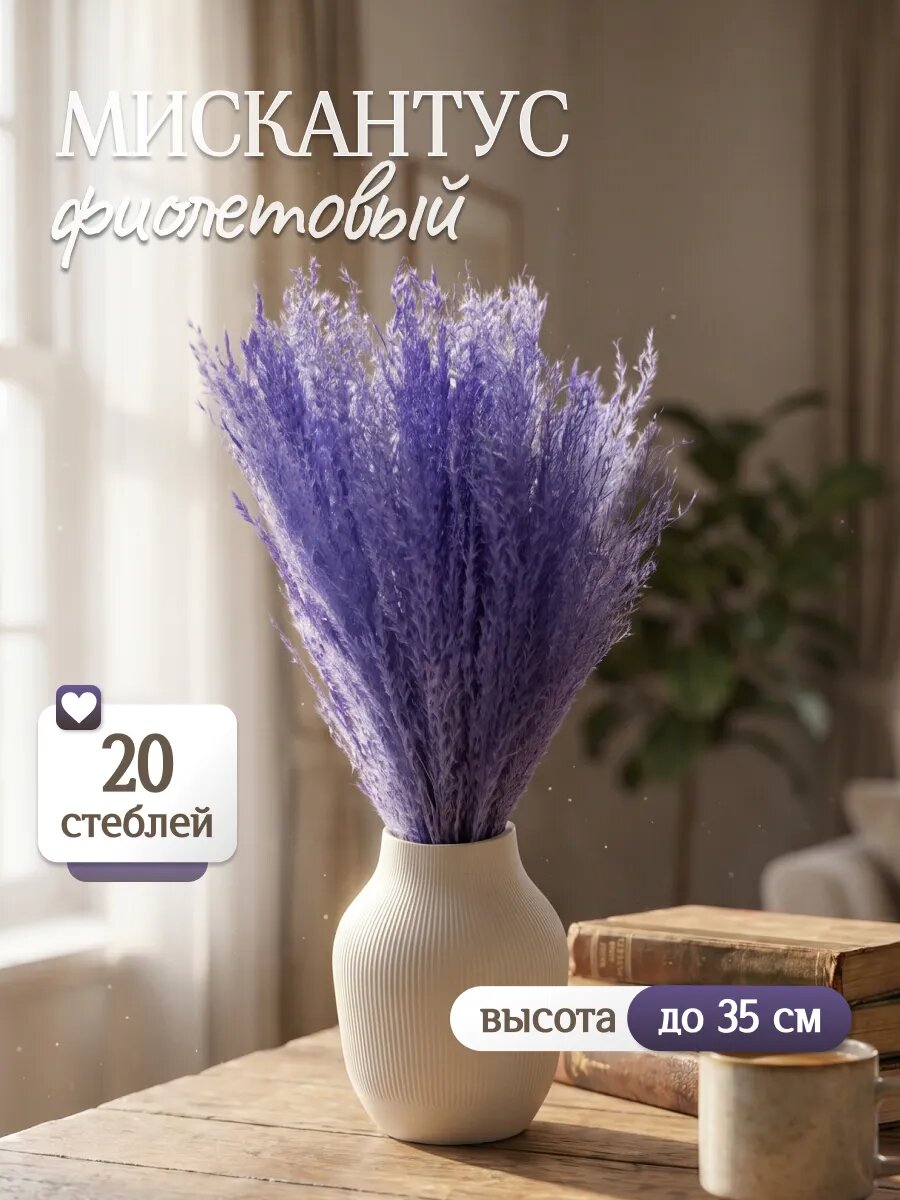 Мискантус фиолетовый 20 шт, сухоцветы для декора и интерьера
