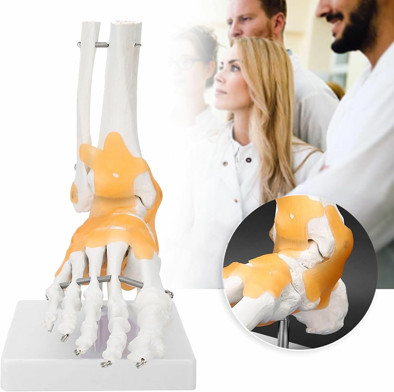 Макет "Голенностопный сустав человека"