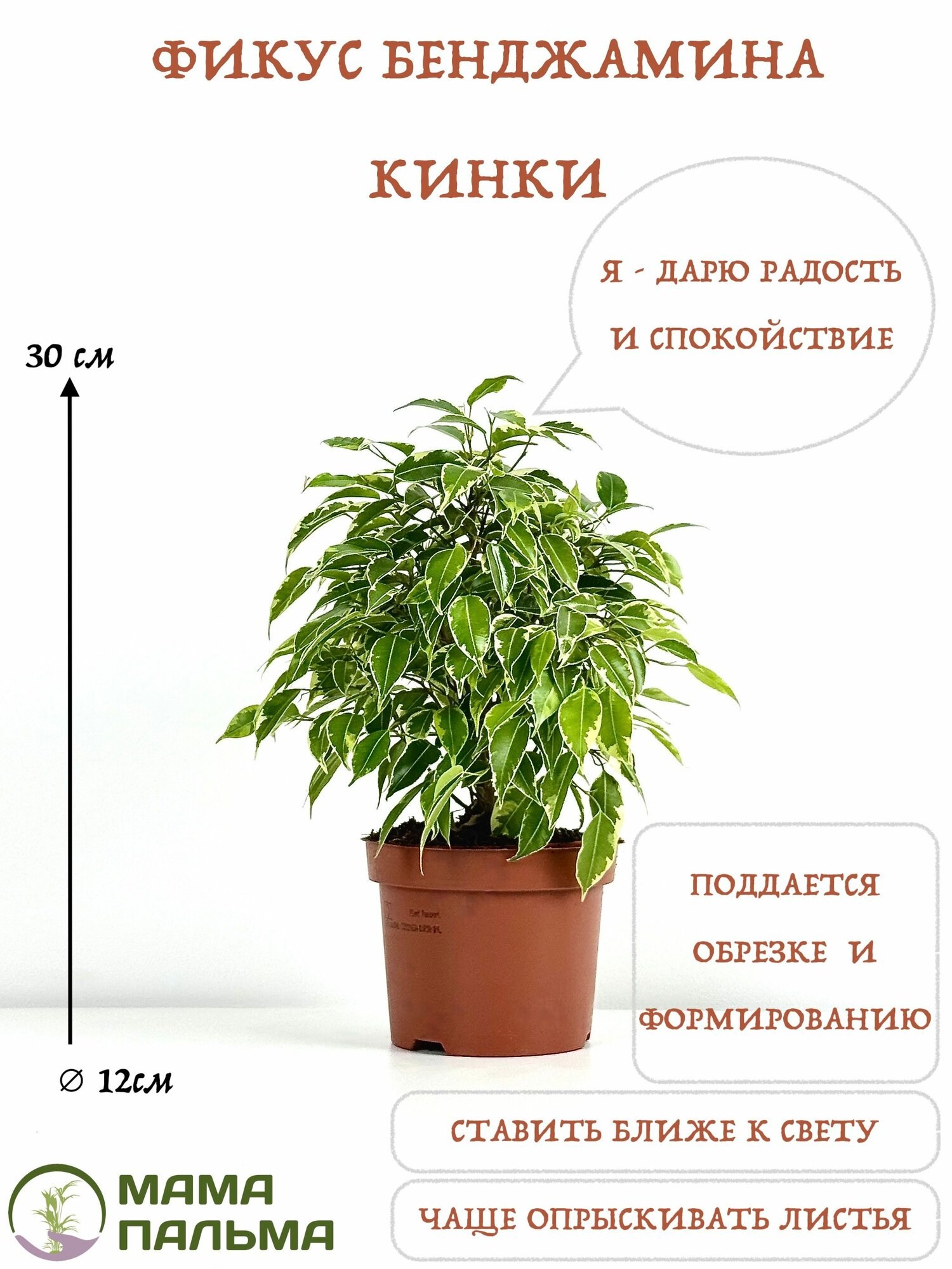 Живое растение Фикус Бенджамина Кинки в горшке D12 высота 30 см