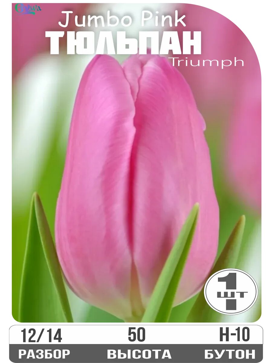 Тюльпаны луковицы Джамбо Пинк 1шт крупные, разбор 12/14